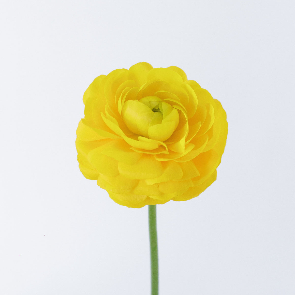 When blooms collide: Yellow, Light Pink – Poppy